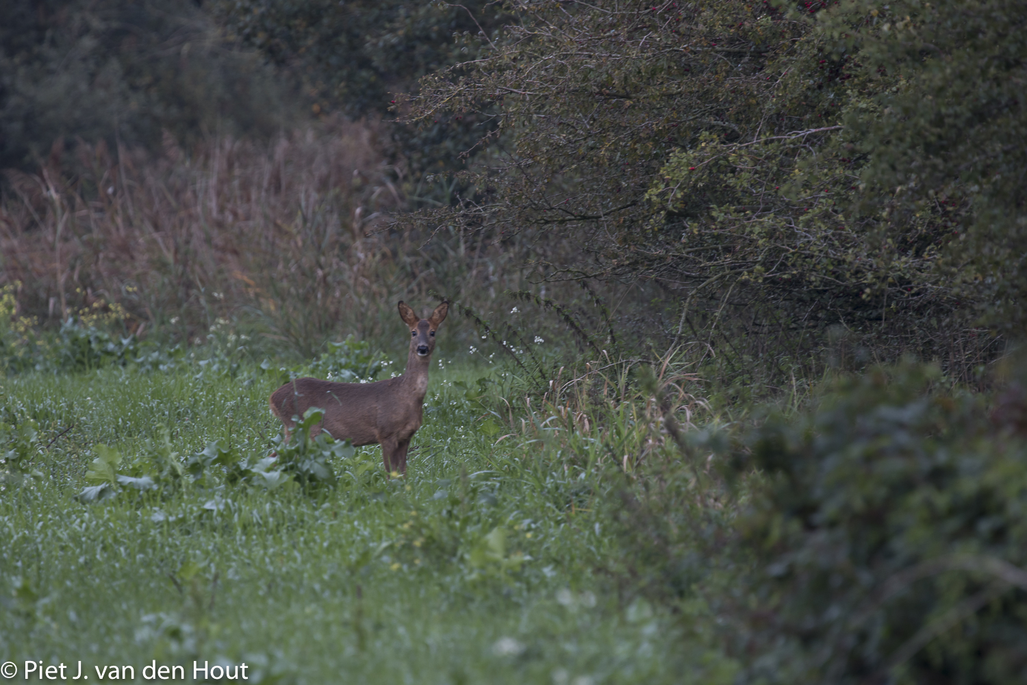 De storm | Piet J. van den Hout