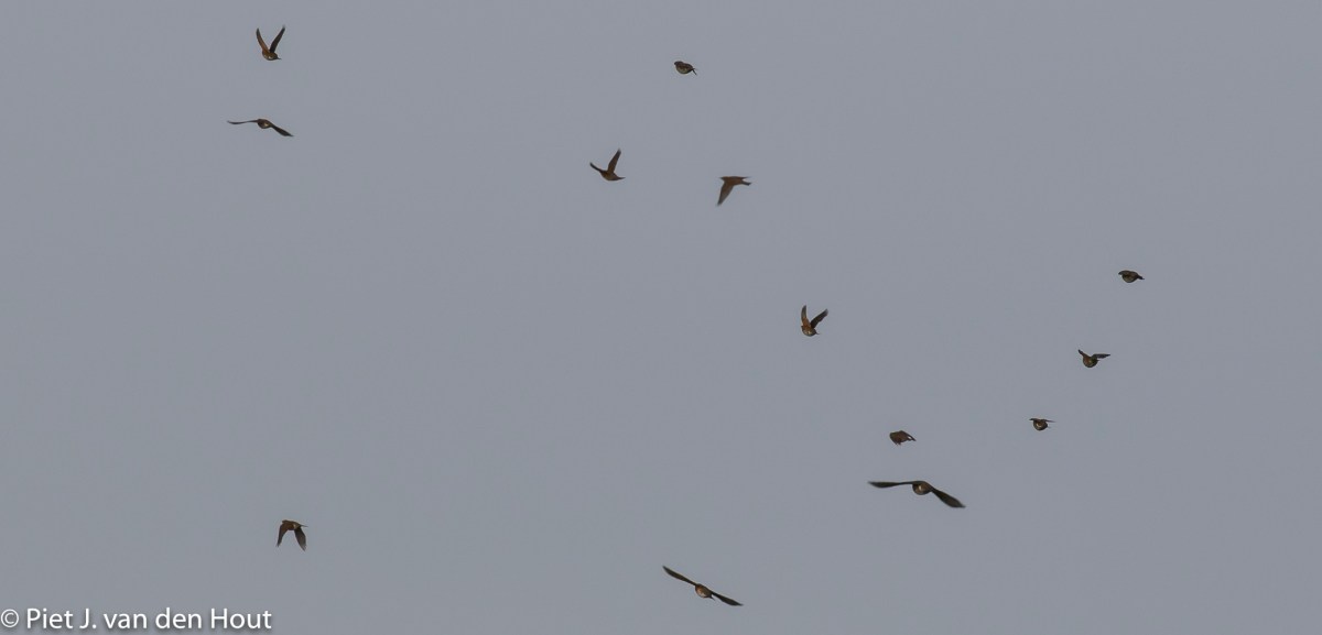 De storm | Piet J. van den Hout